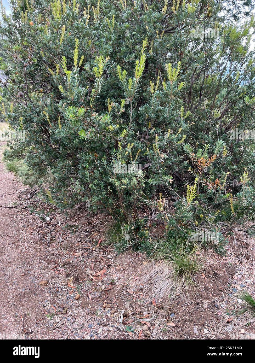 Silver Banksia (Banksia marginata), Plantae, Tasmania, Loongana, TAS ...