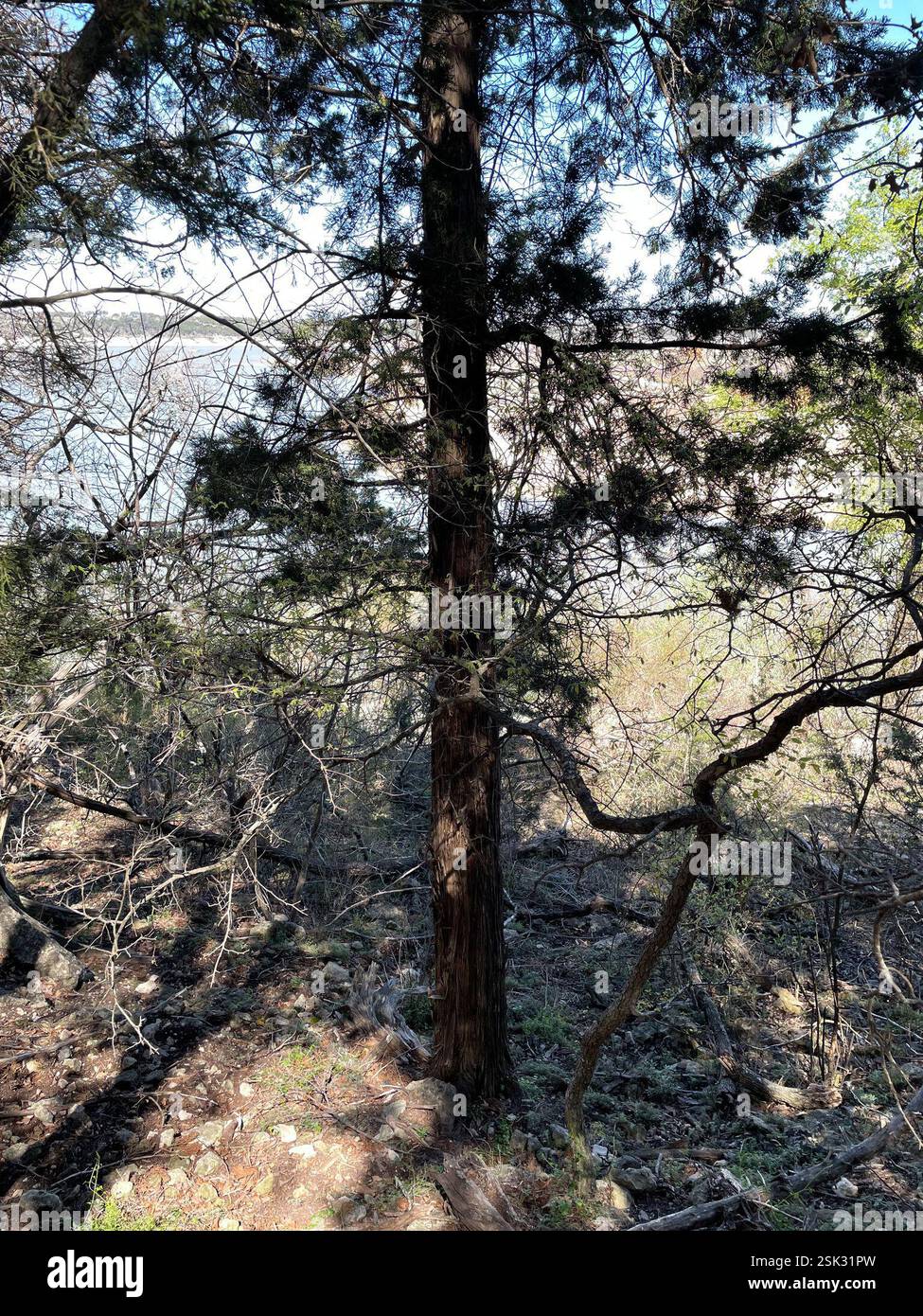 Ashe juniper (Juniperus ashei), Plantae, Killeen, TX, US Stock Photo ...