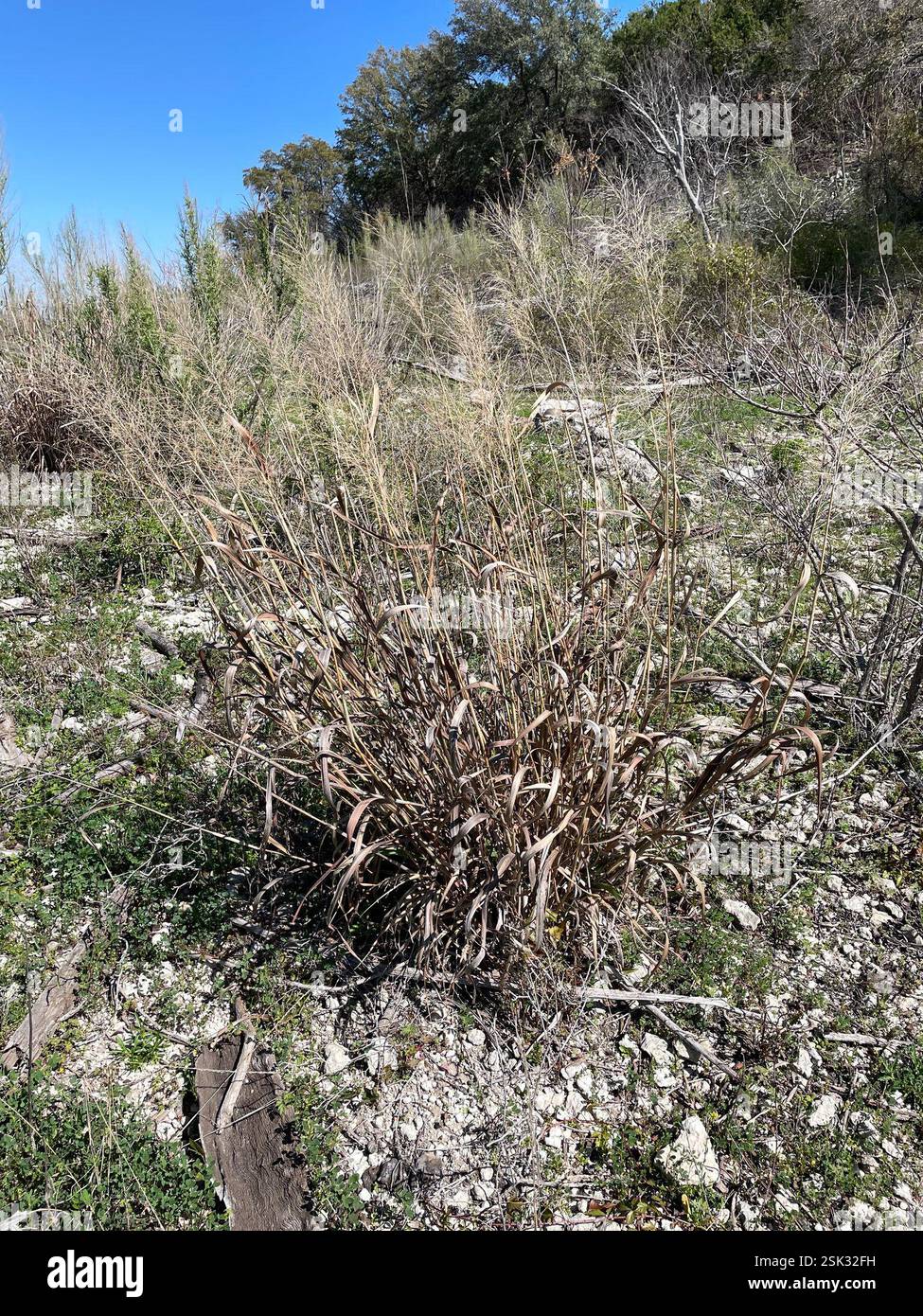 switchgrass (Panicum virgatum), Plantae, Moody, TX, US Stock Photo - Alamy