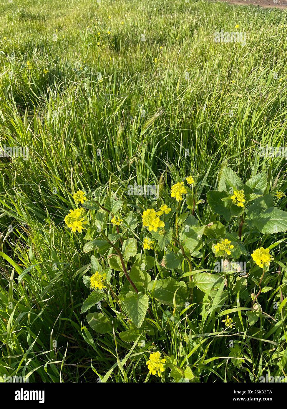 mustard family (Brassicaceae), Plantae, Santa Clara, California, United ...