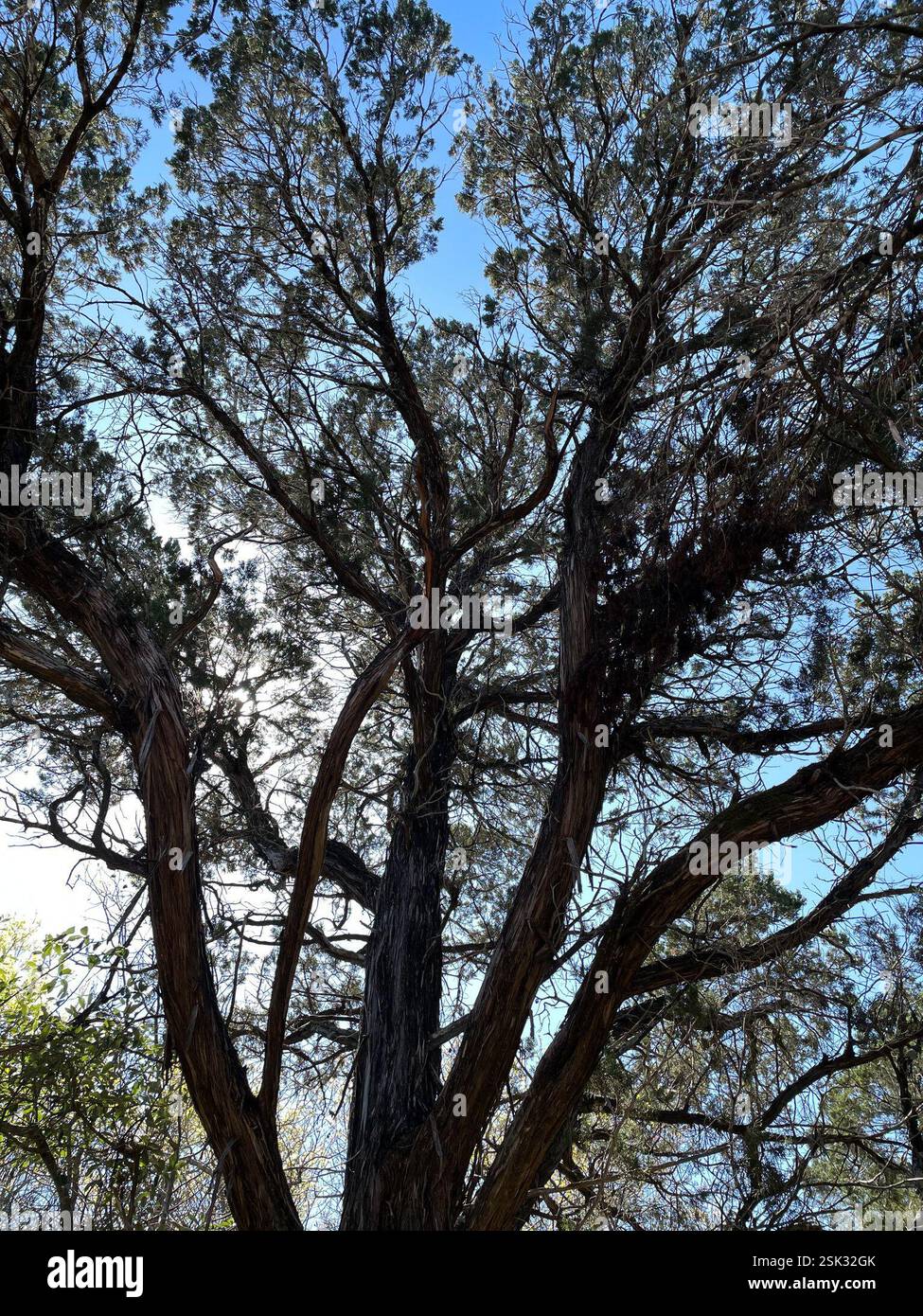 Ashe juniper (Juniperus ashei), Plantae, Temple, TX, US Stock Photo - Alamy