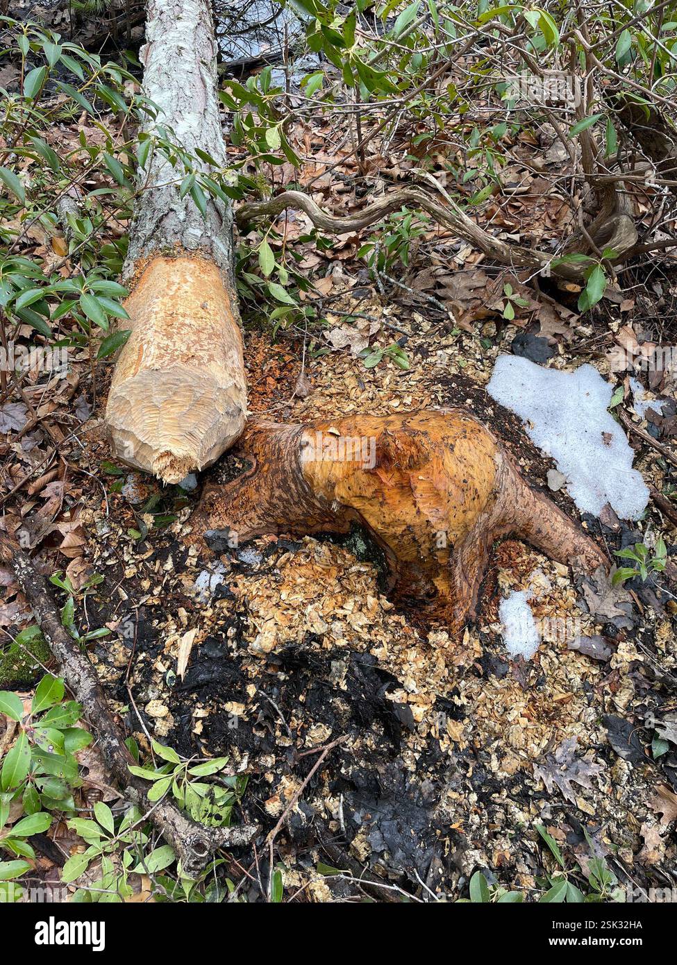 American Beaver (Castor canadensis), Mammalia, Putnam Rd, Sturbridge ...