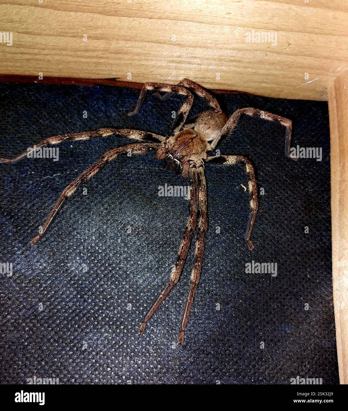 Common Rain Spider (Palystes superciliosus), Arachnida, Campher's Drift ...