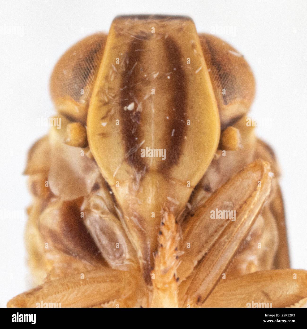 (Colpoptera clerodendri), Insecta, Fonds Des Negres, Haiti, This is the ...