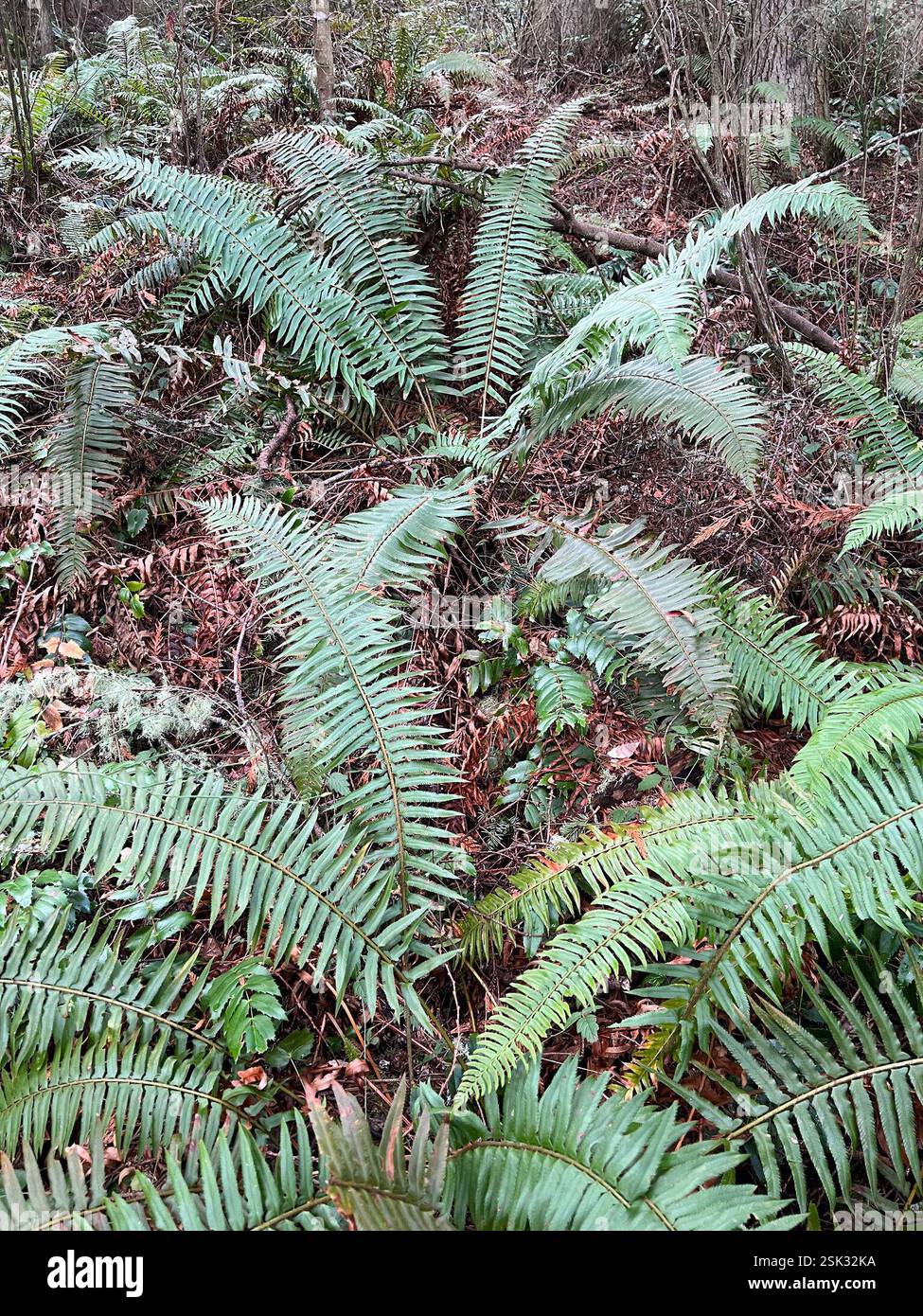 western sword fern (Polystichum munitum), Plantae, Island County, WA ...