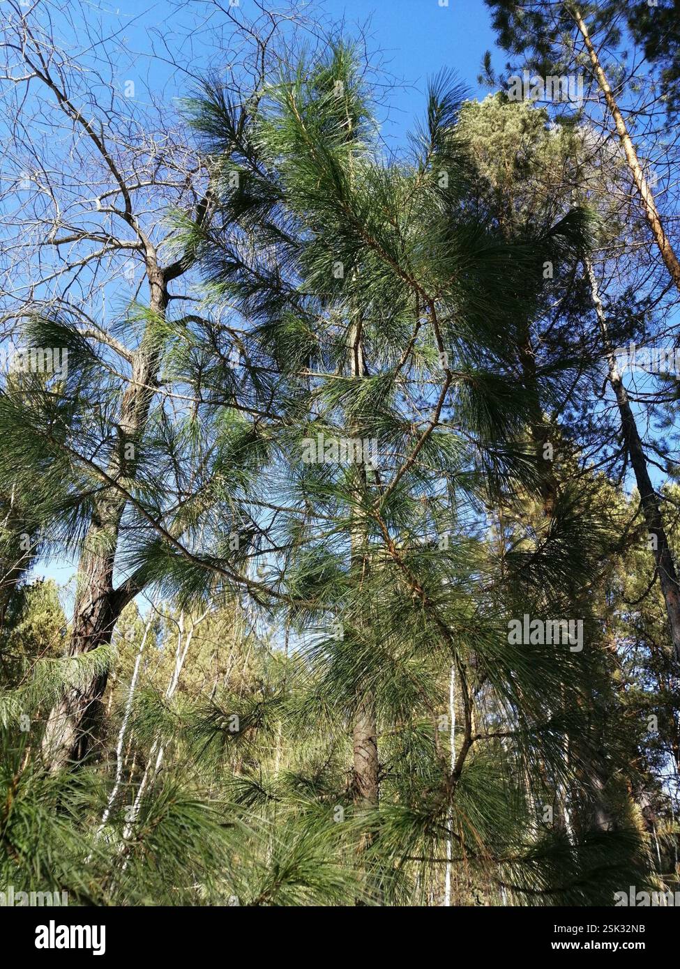 Siberian pine (Pinus sibirica), Plantae, Иркутская обл., Россия, 665490 ...