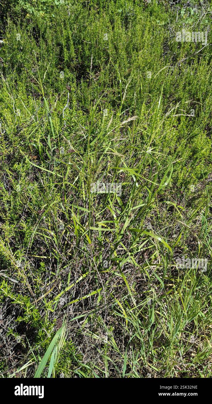smallflower melicgrass (Melica imperfecta), Plantae, Los Angeles, CA ...
