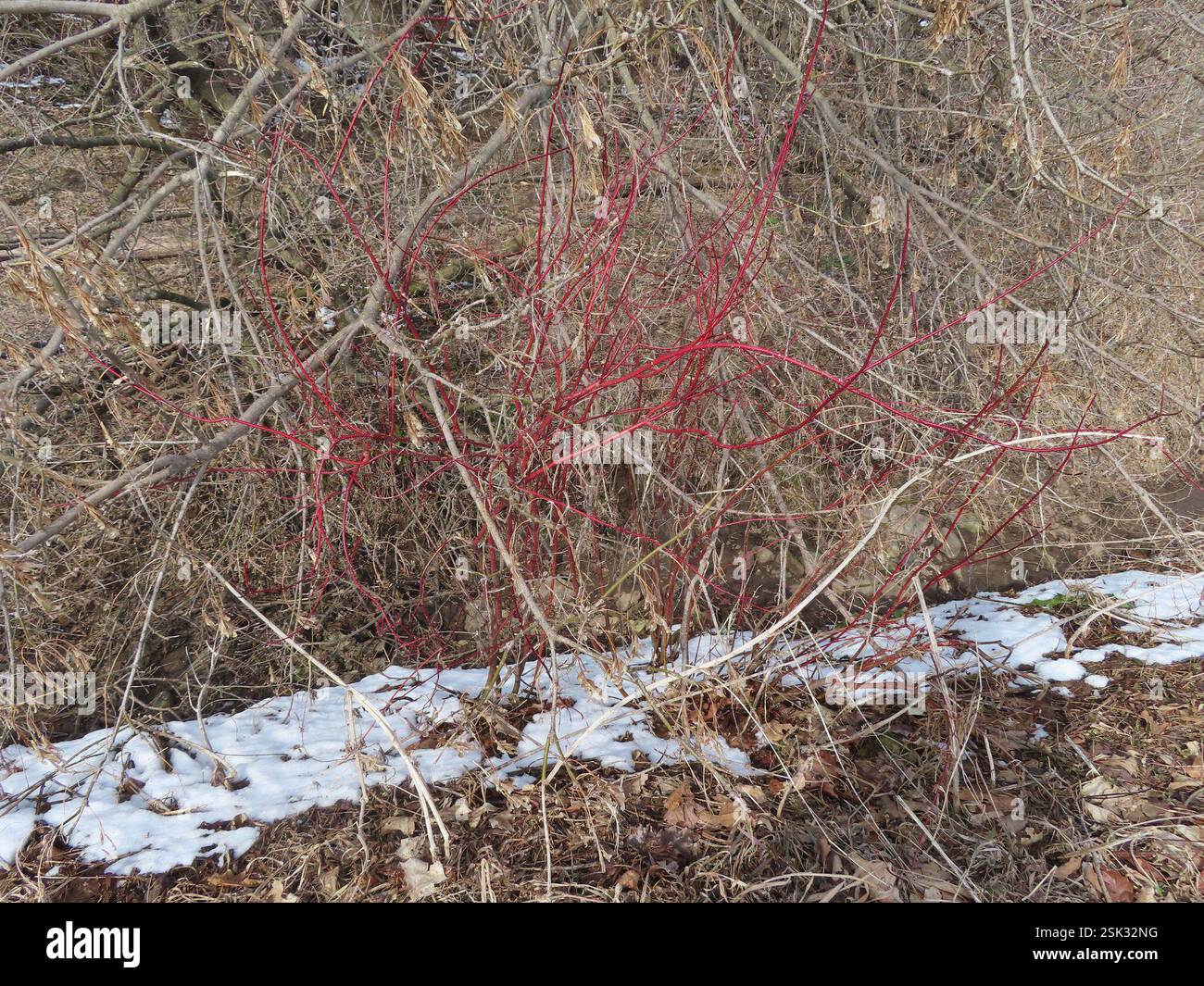 red osier dogwood (Cornus sericea), Plantae, Columbia, Wisconsin ...