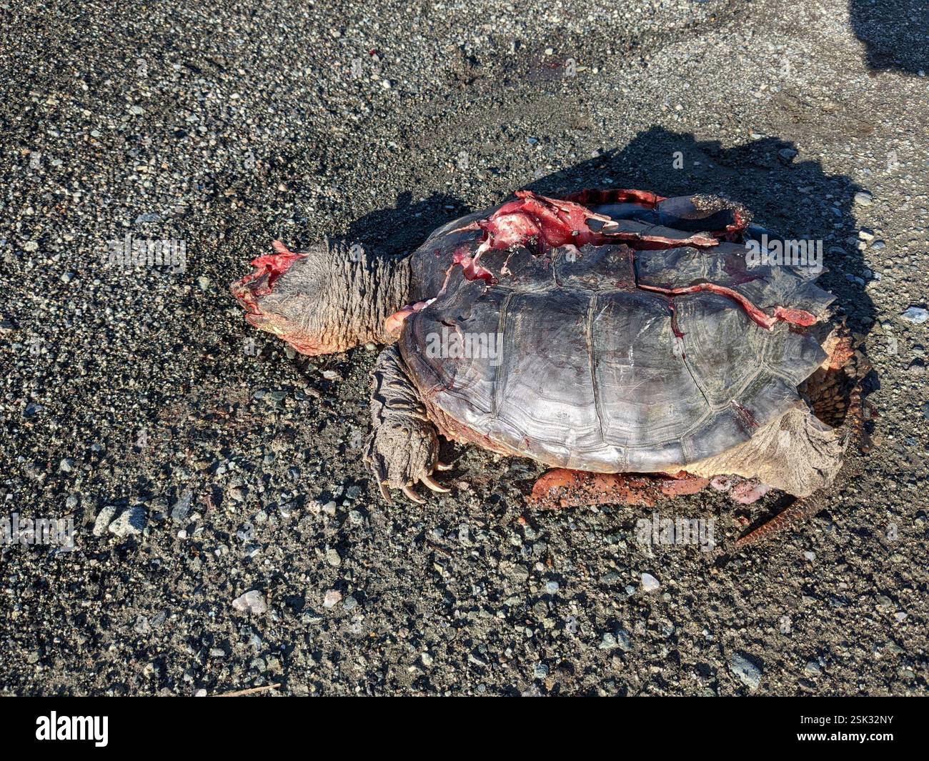 Common Snapping Turtle (Chelydra serpentina), Reptilia, Oceanside, CA ...
