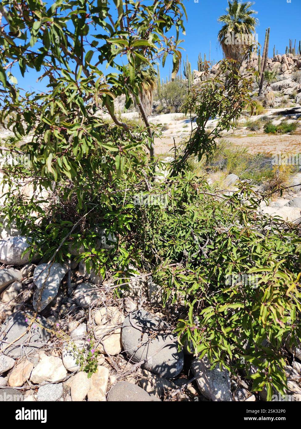laurel sumac (Malosma laurina), Plantae, Ensenada, MX-BN, MX Stock ...