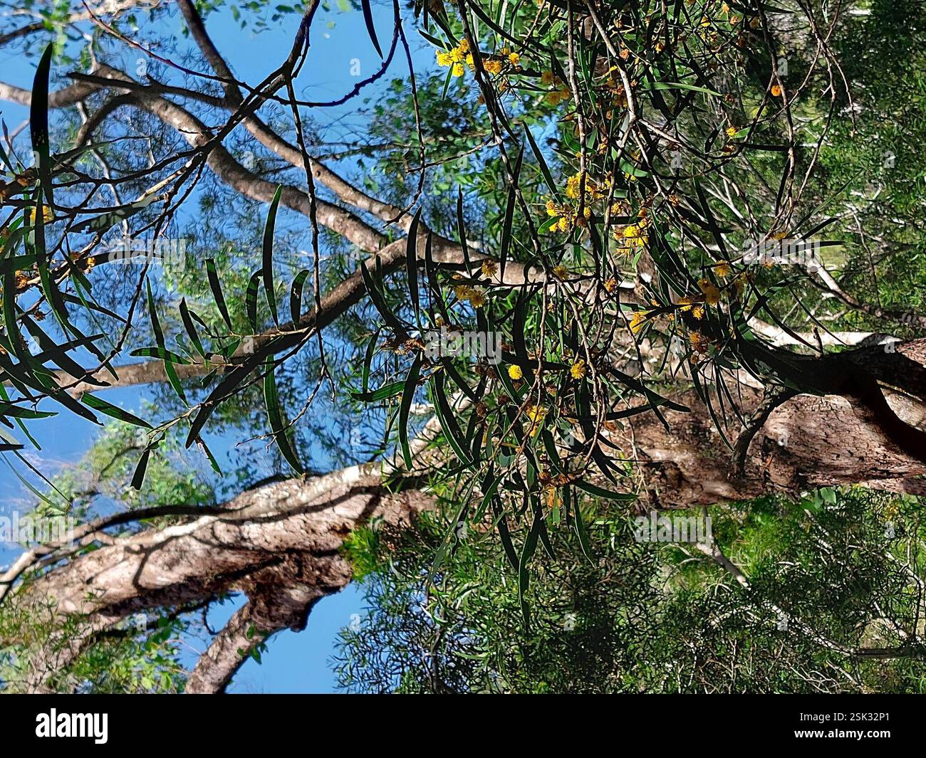 Taiwan Acacia (Acacia confusa), Plantae, Maui County, US-HI, US Stock ...