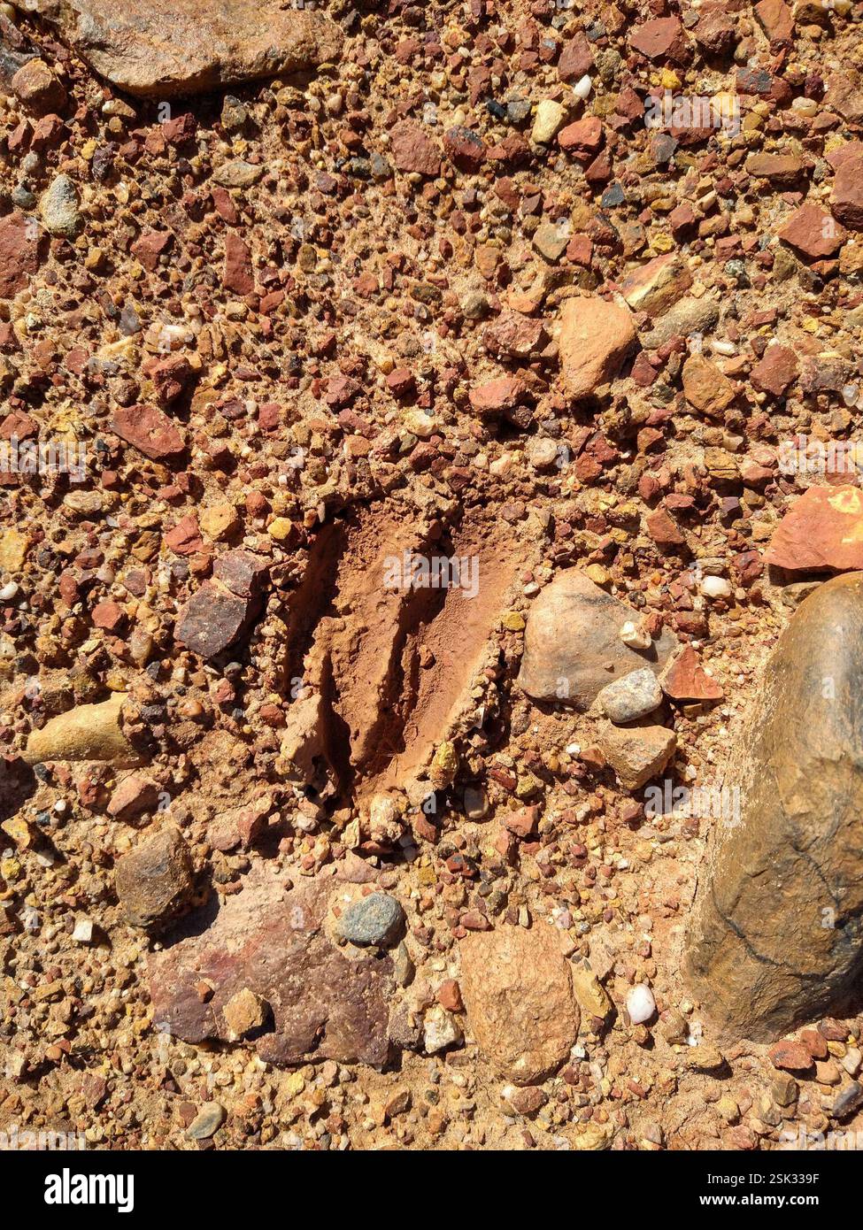 Mule Deer (Odocoileus hemionus), Mammalia, Knights Ferry, CA, US ...