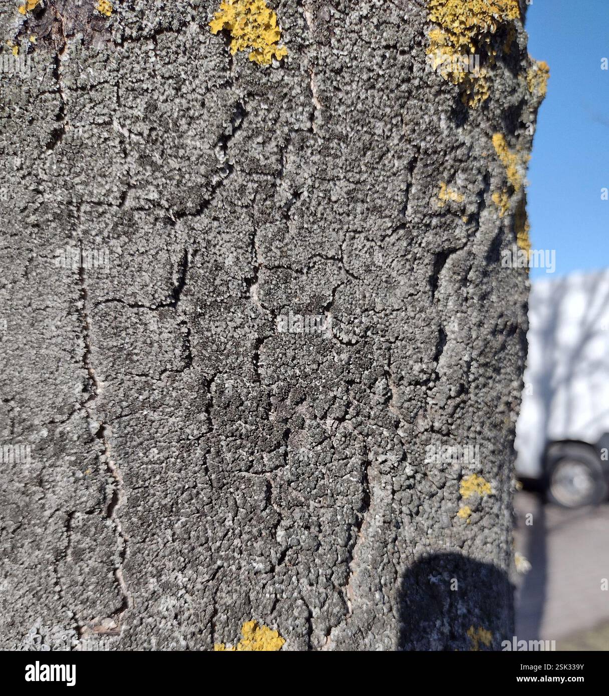 Common Clam Lichens (Hypocenomyce), Fungi, , On acer platanoides. Urban ...