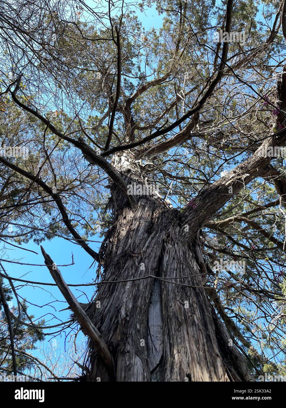 Ashe juniper (Juniperus ashei), Plantae, Killeen, TX, US Stock Photo ...