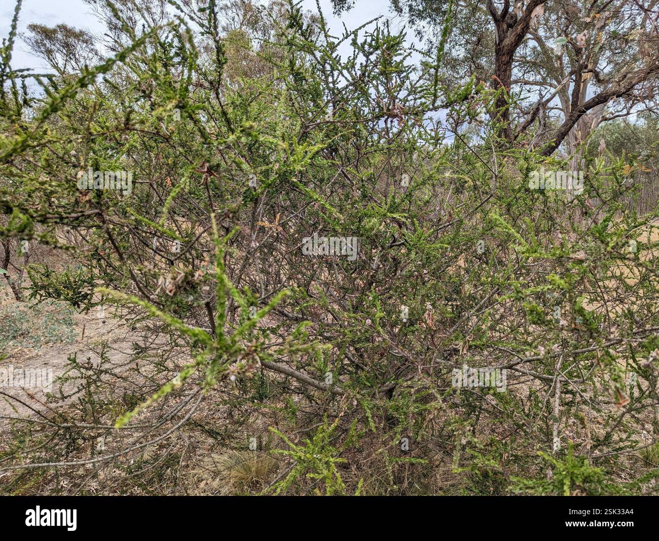 Kangaroo thorn (Acacia paradoxa), Plantae, Greenvale VIC 3059 ...