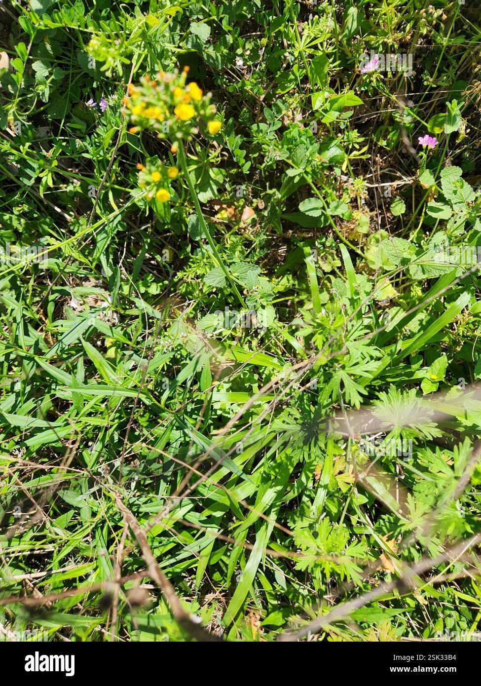 Oriental false hawksbeard (Youngia japonica), Plantae, Texas, US Stock ...