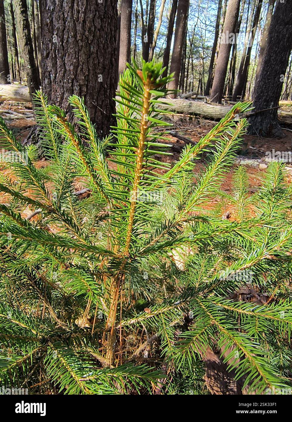pines, spruces, larches, and allies (Pinoideae), Plantae, New Bedford ...