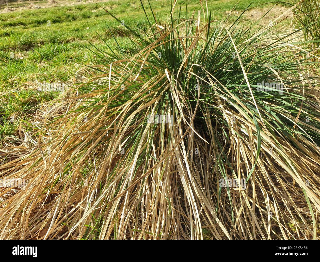 tufted hair grass (Deschampsia cespitosa), Plantae, Palnure, Newton ...