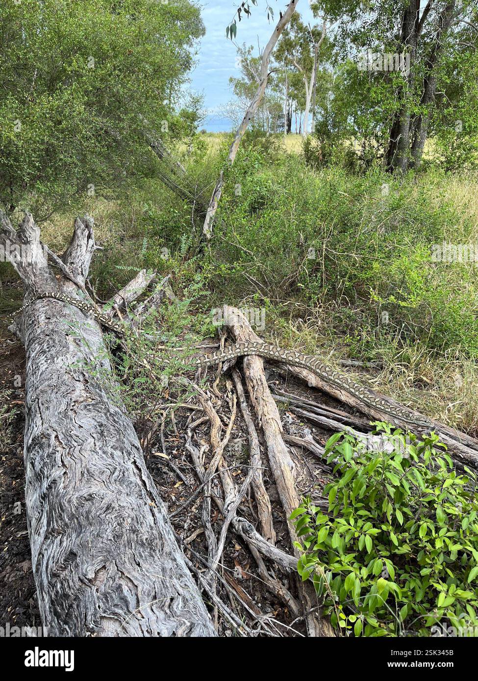 Coastal Carpet Python (Morelia spilota mcdowelli), Reptilia, Oxford ...