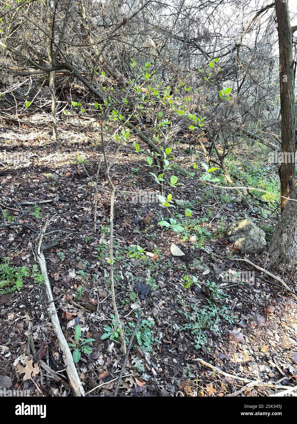 Rusty Blackhaw (Viburnum rufidulum), Plantae, Leona Park Ln, Moody, TX ...