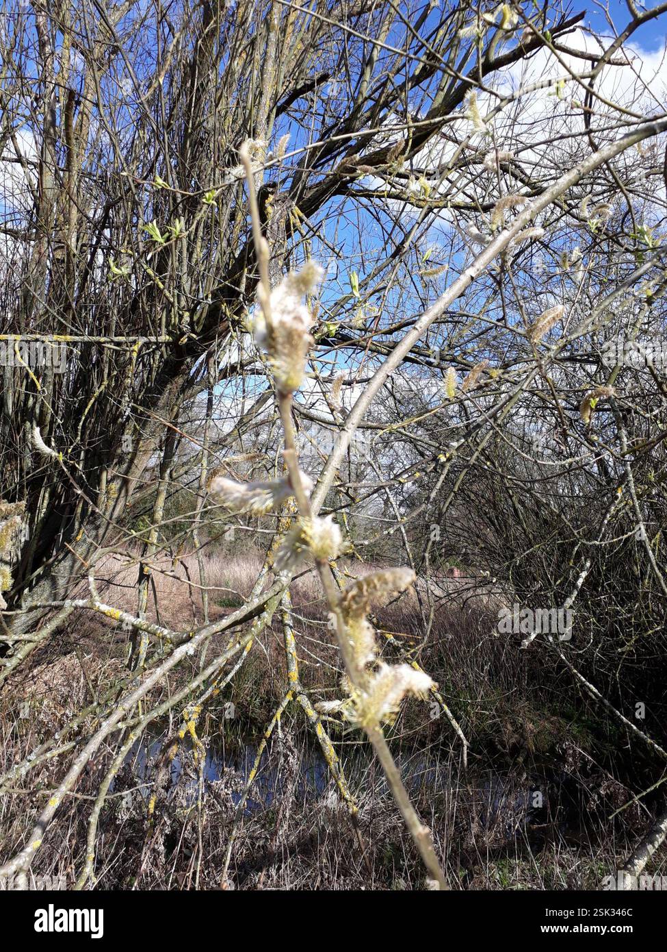 goat willow (Salix caprea), Plantae, Stafford ST17 0YA, UK Stock Photo ...