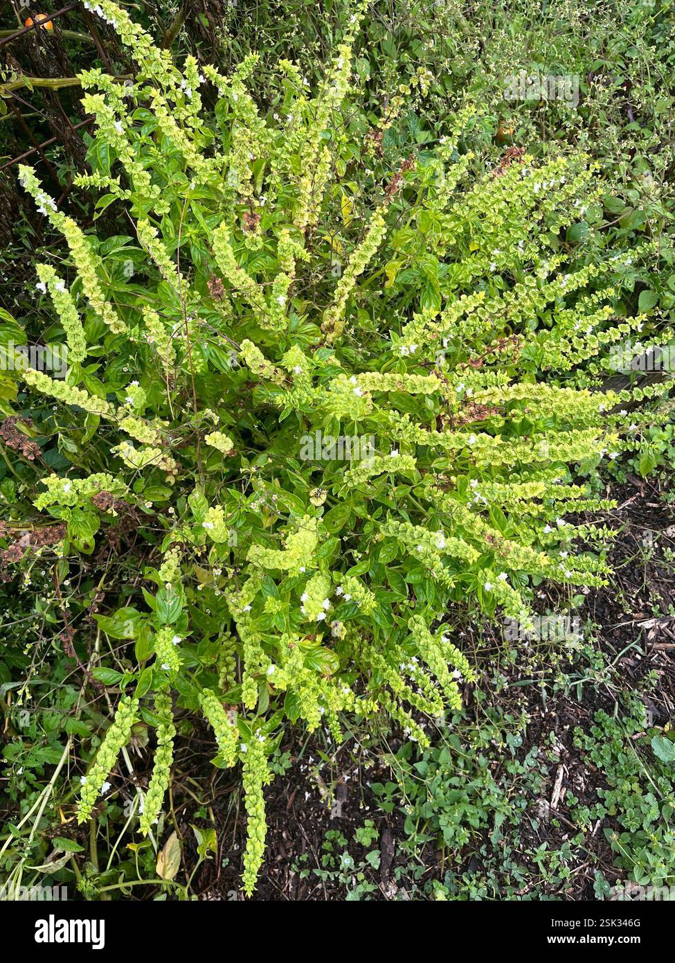 Sweet basil (Ocimum basilicum), Plantae, Rollerson Park Community ...