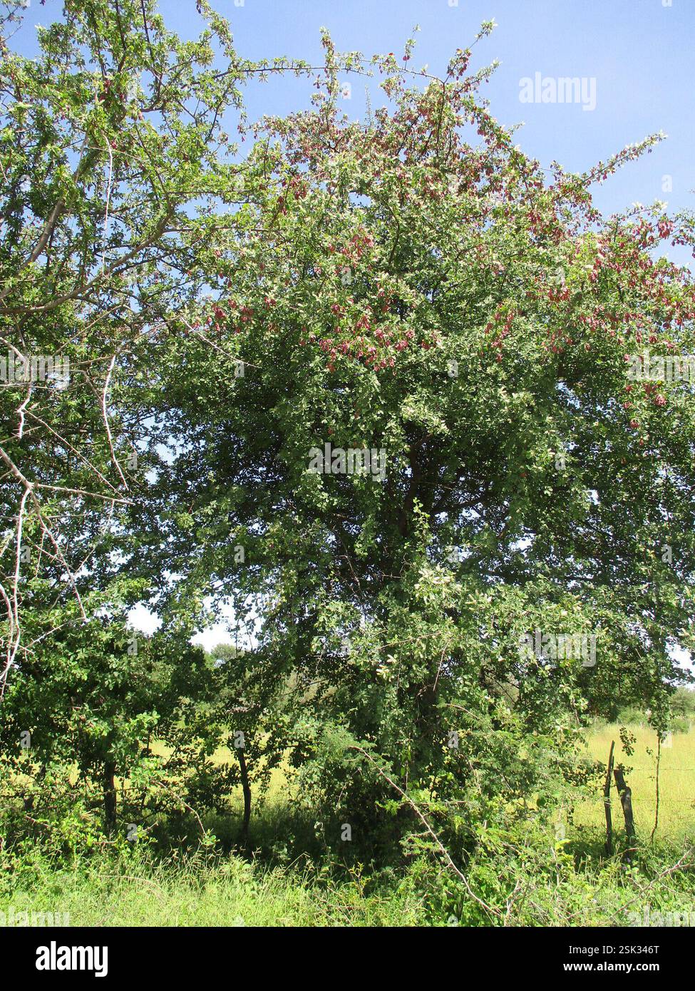 Purplepod clusterleaf (Terminalia prunioides), Plantae, Zambezi Region ...