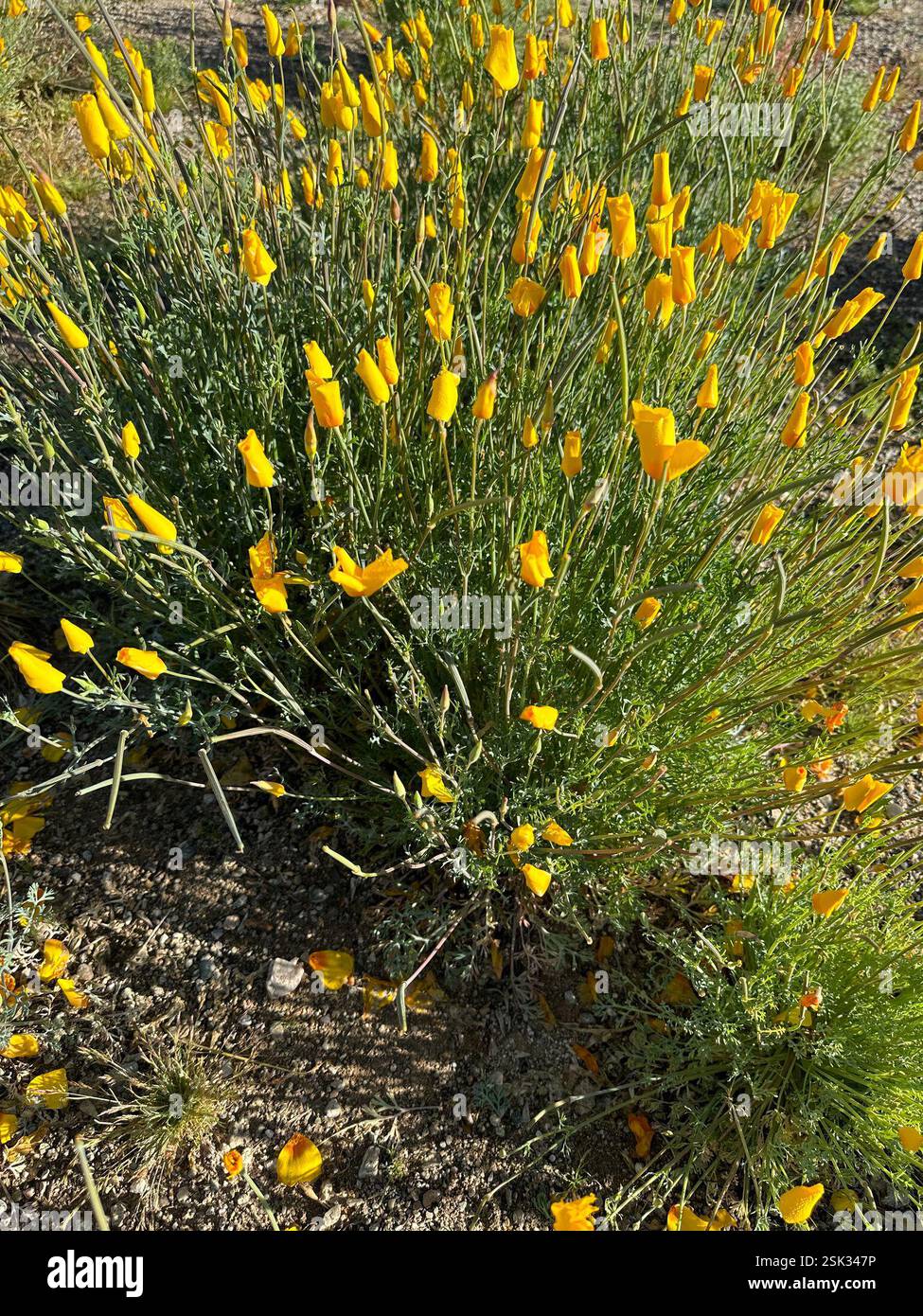 Desert Poppies (Eschscholzia), Plantae, US-60, Salome, AZ, US Stock ...