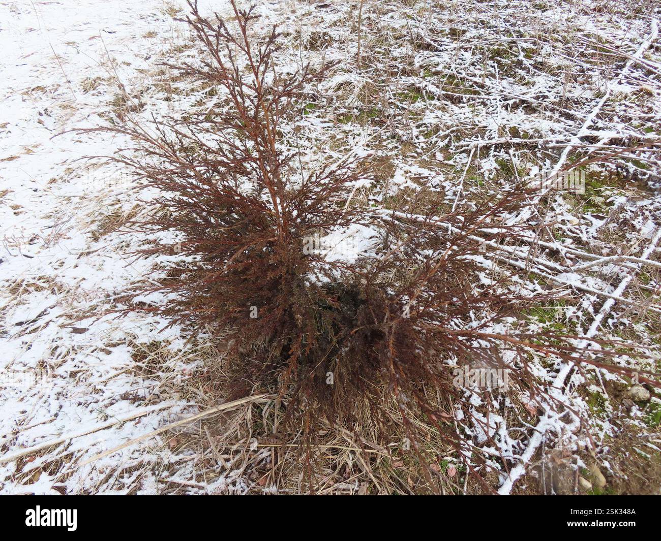 eastern redcedar (Juniperus virginiana), Plantae, Columbia, Wisconsin ...