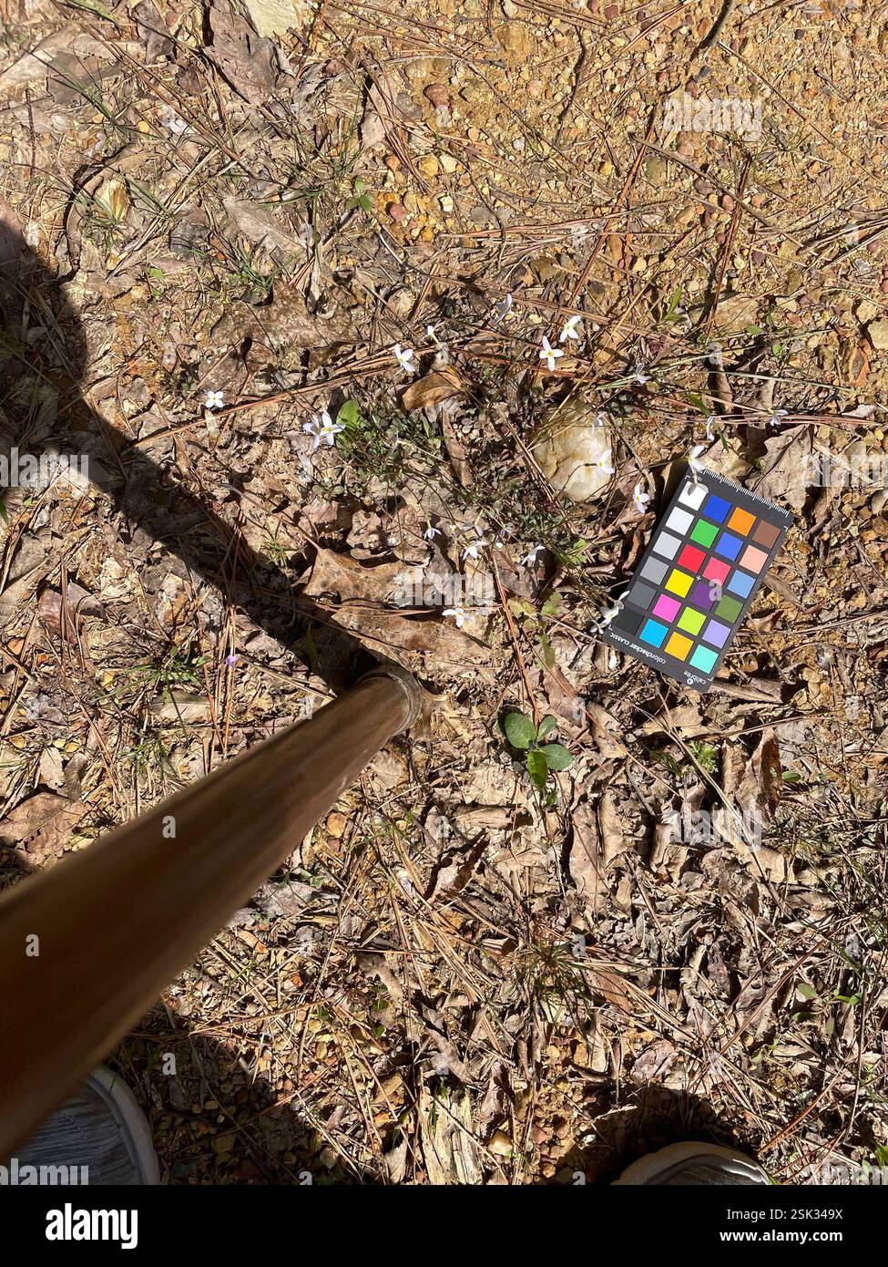 azure bluet (Houstonia caerulea), Plantae, North Carolina, US, Matt ...