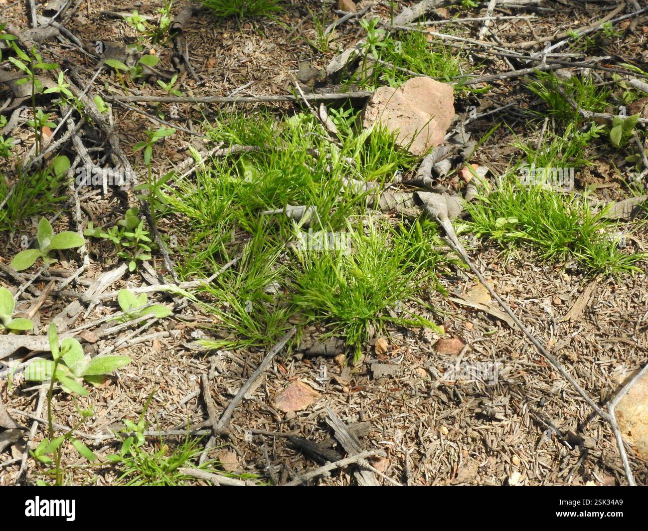 sixweeks grass (Festuca octoflora), Plantae, Los Angeles, CA, USA ...
