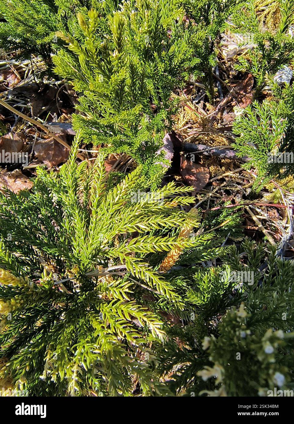 flat-branched tree-clubmoss (Dendrolycopodium obscurum), Plantae ...