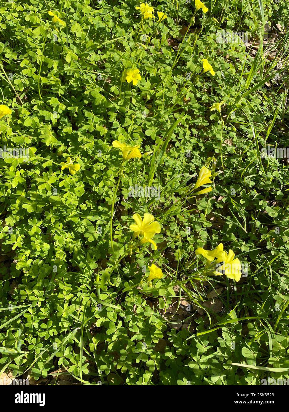 Bermuda buttercup (Oxalis pes-caprae), Plantae, Santa Clara, California ...