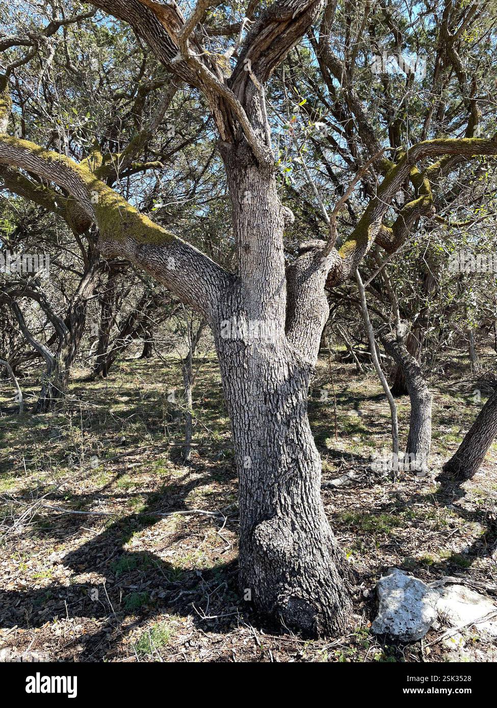 Texas live oak (Quercus fusiformis), Plantae, Temple, TX, US Stock ...