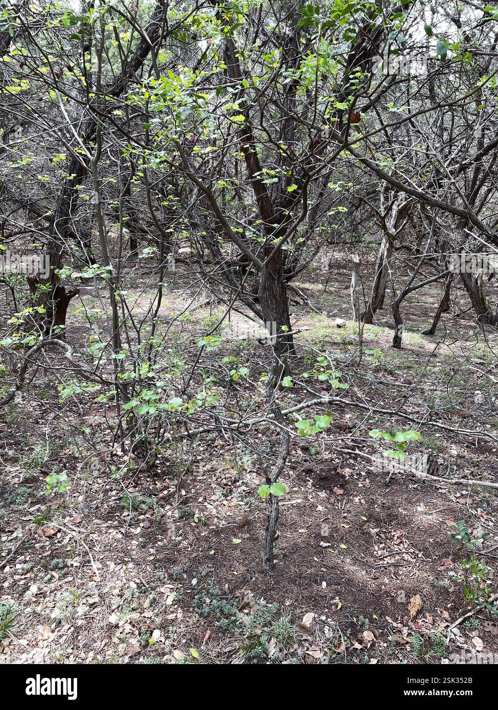 Texas redbud (Cercis canadensis texensis), Plantae, Killeen, TX, US ...