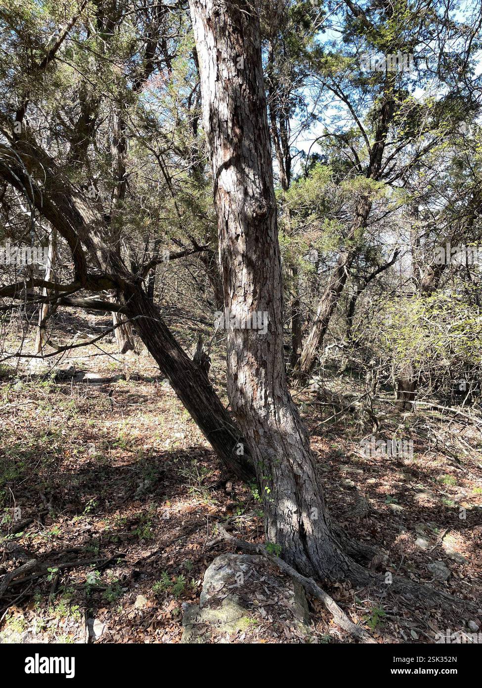 Bastard oak (Quercus sinuata sinuata), Plantae, Temple, TX, US Stock ...