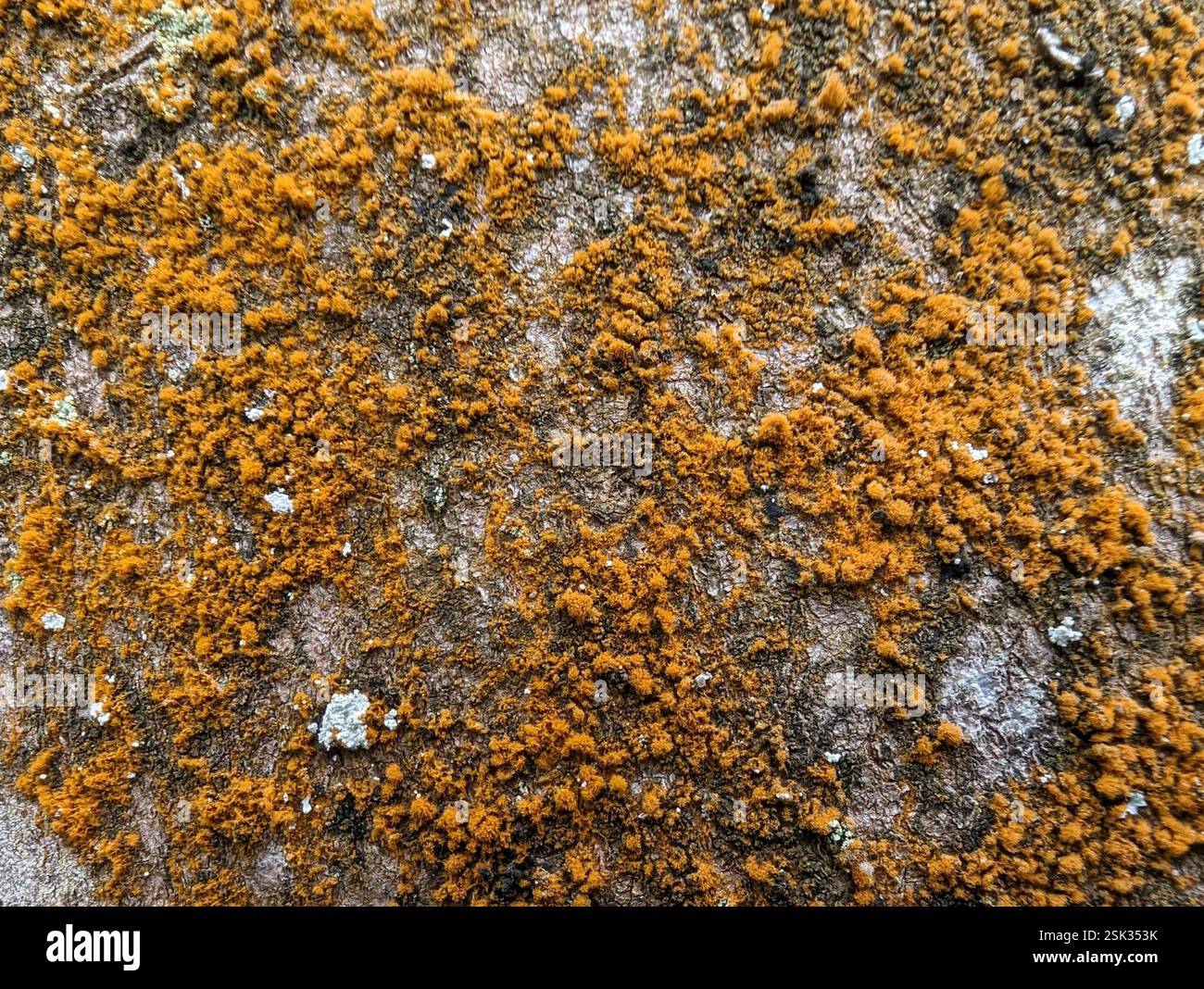 Shrubby Sunburst Lichen (Polycauliona candelaria), Fungi, Vancouver, BC ...
