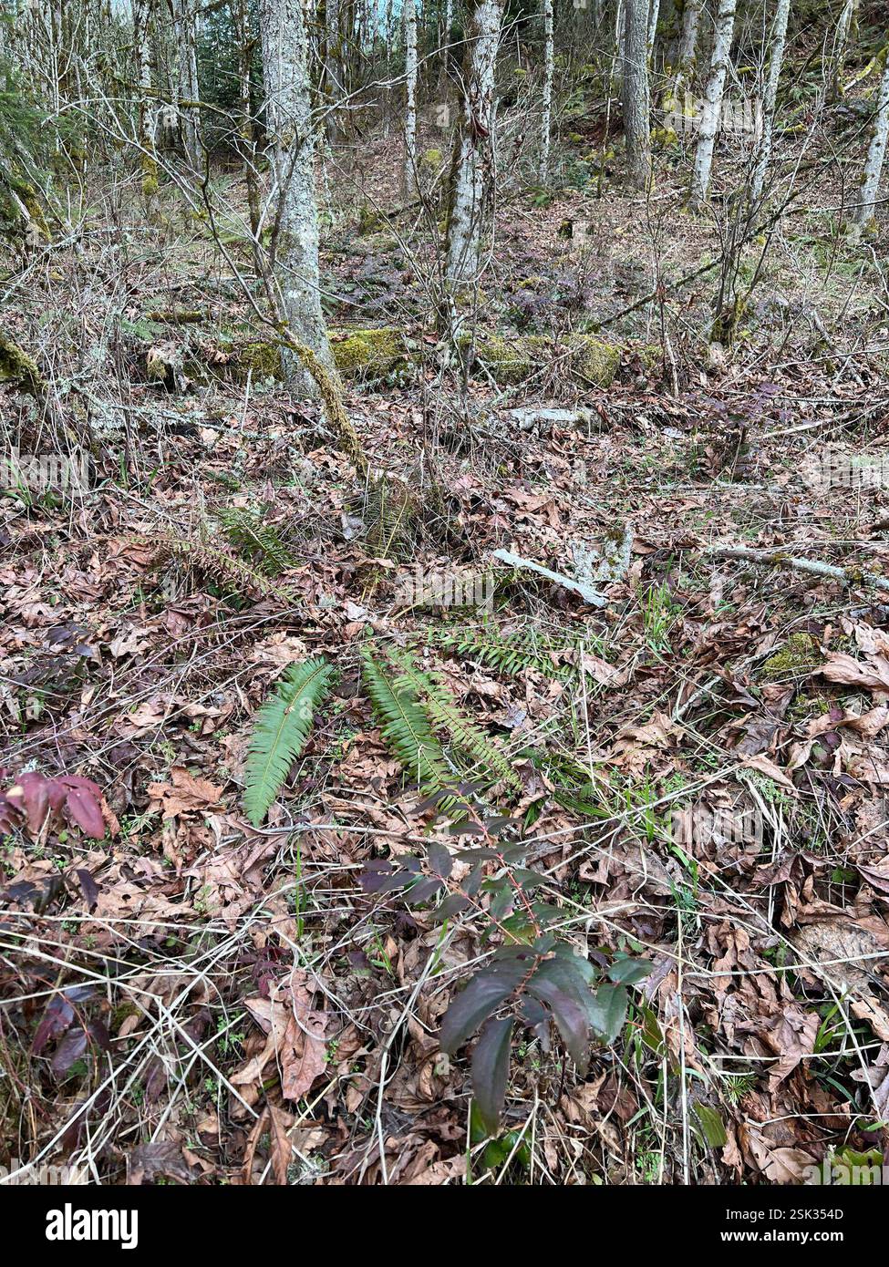 Cascade Oregon-grape (Berberis nervosa), Plantae, Snohomish County, WA ...