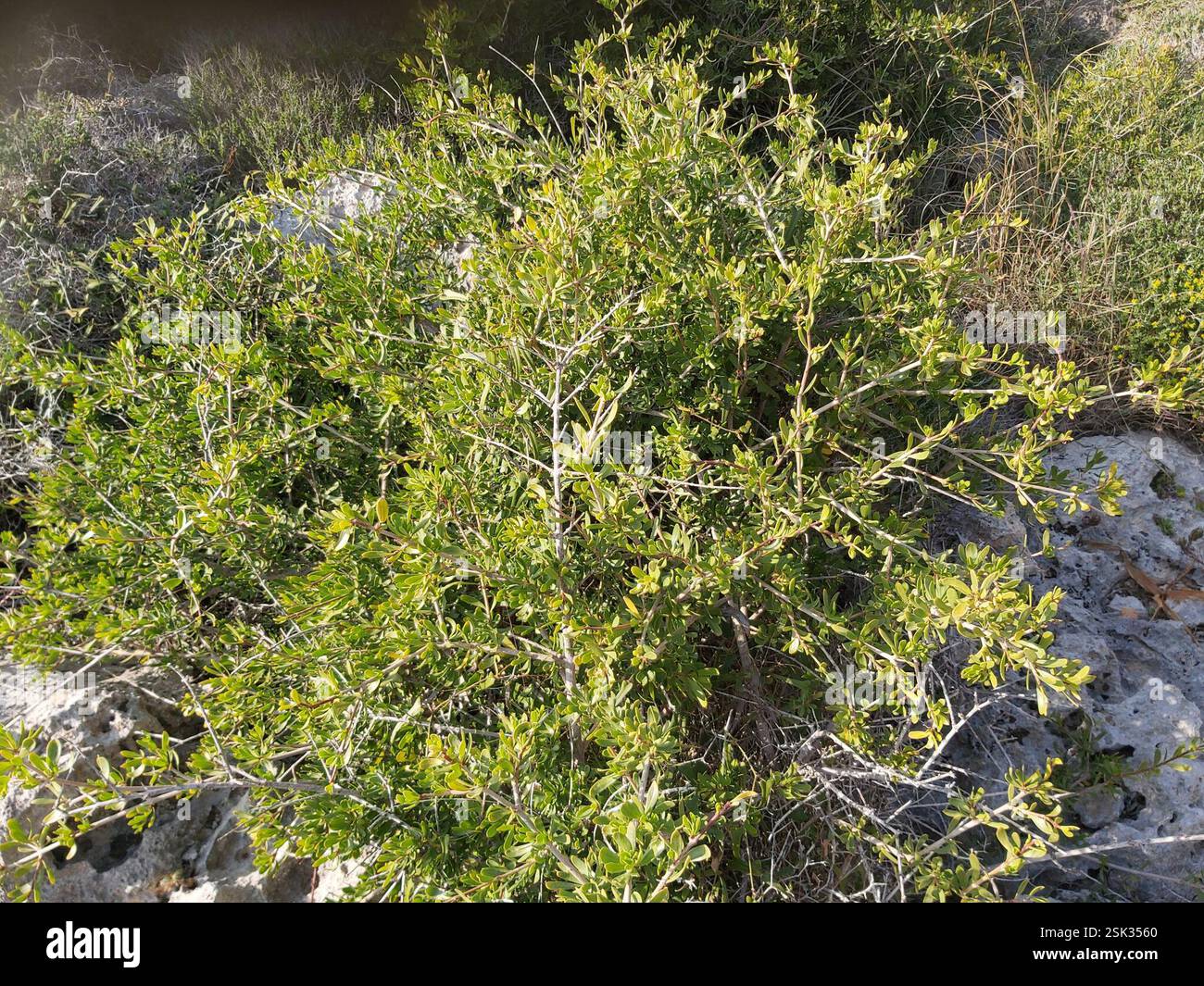 African wolfbane hi-res stock photography and images - Alamy