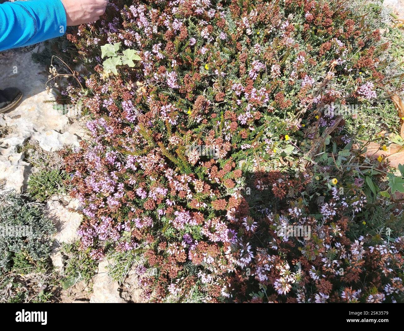 Mediterranean Heath (Erica multiflora), Plantae, X9W7+6QG, Mellieħa ...