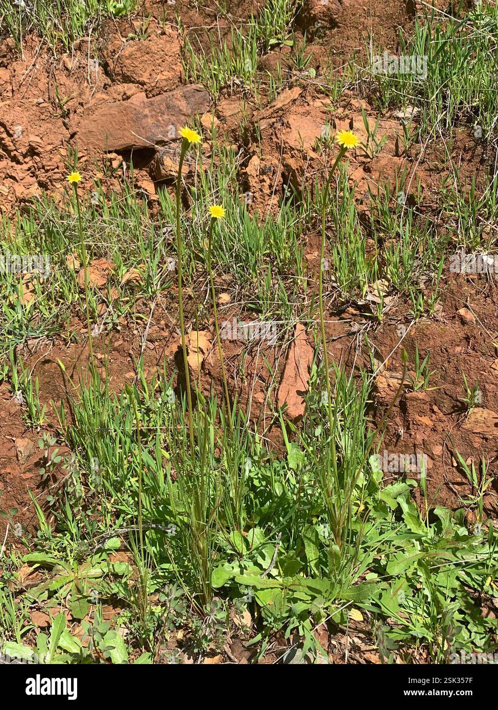 silverpuffs (Uropappus lindleyi), Plantae, Hidden Falls Regional Park ...