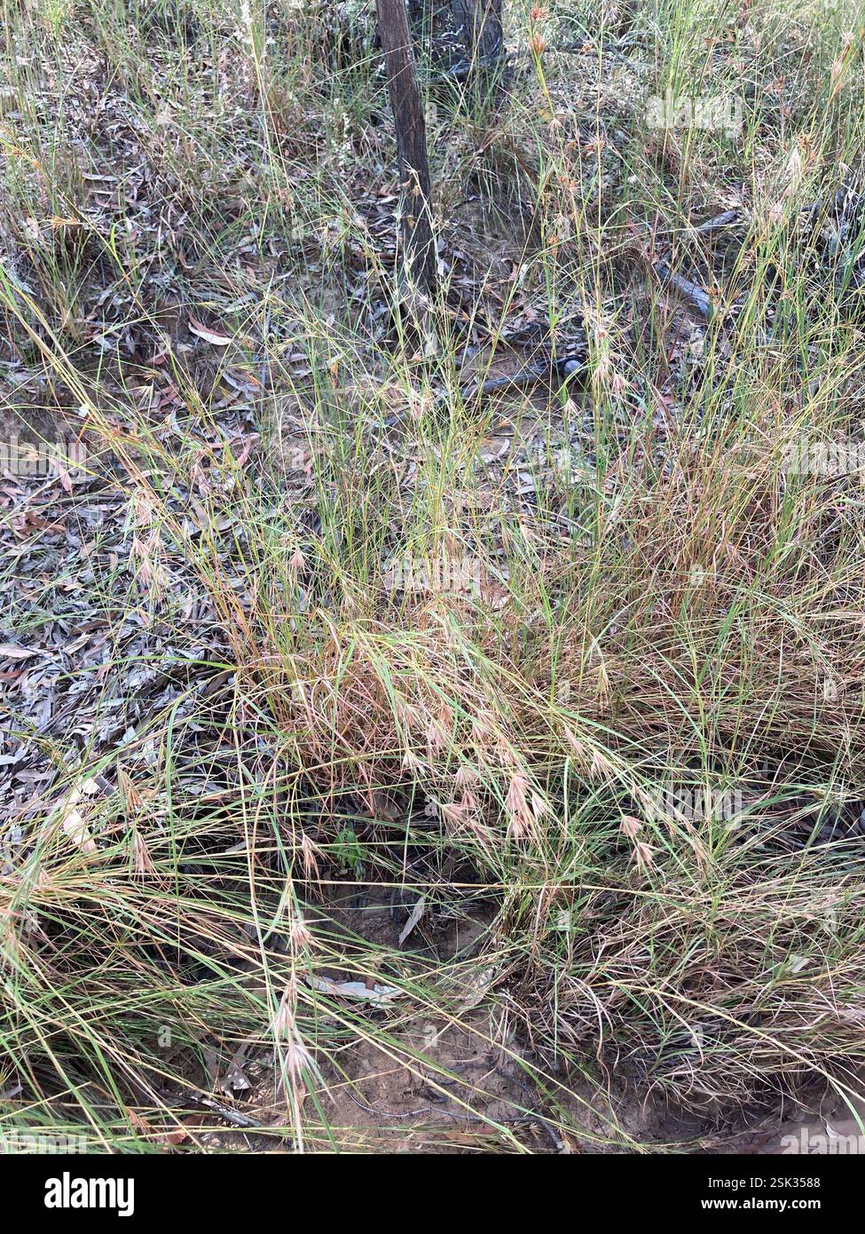 Kangaroo Grass (Themeda triandra), Plantae, Duaringa, AU-QL, AU Stock ...