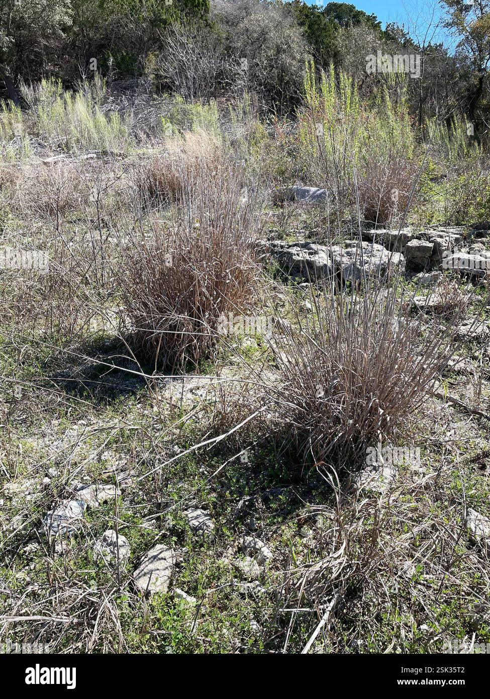 switchgrass (Panicum virgatum), Plantae, Moody, TX, US Stock Photo - Alamy