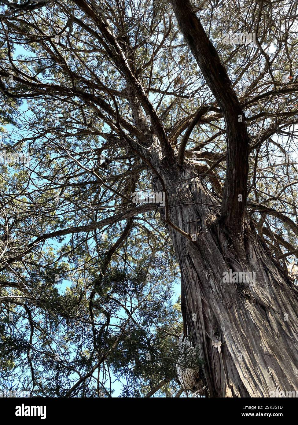 Ashe juniper (Juniperus ashei), Plantae, Killeen, TX, US Stock Photo ...