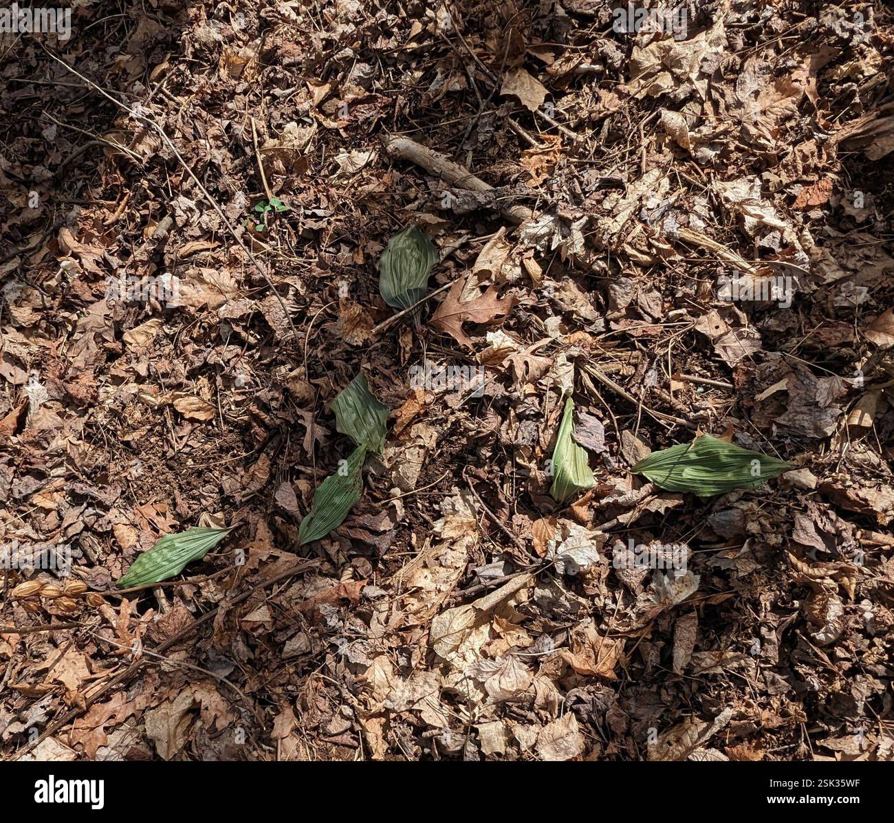putty root (Aplectrum hyemale), Plantae, Blue Ridge Parkway, US-NC, US ...