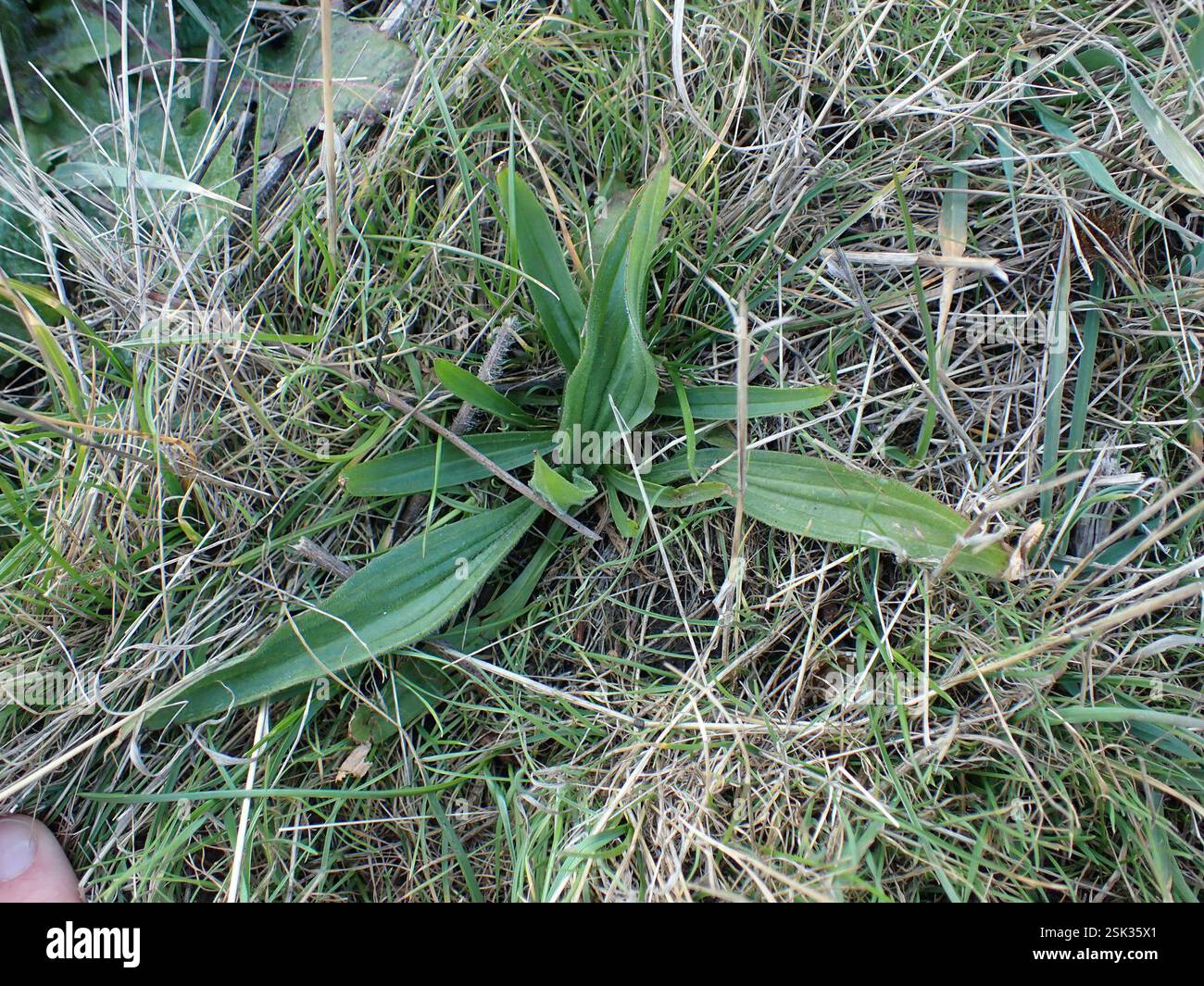 ribwort plantain (Plantago lanceolata), Plantae, Fairfield, Victoria ...