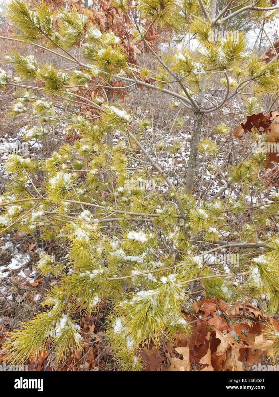 eastern white pine (Pinus strobus), Plantae, Hazel Bird Nature Reserve ...