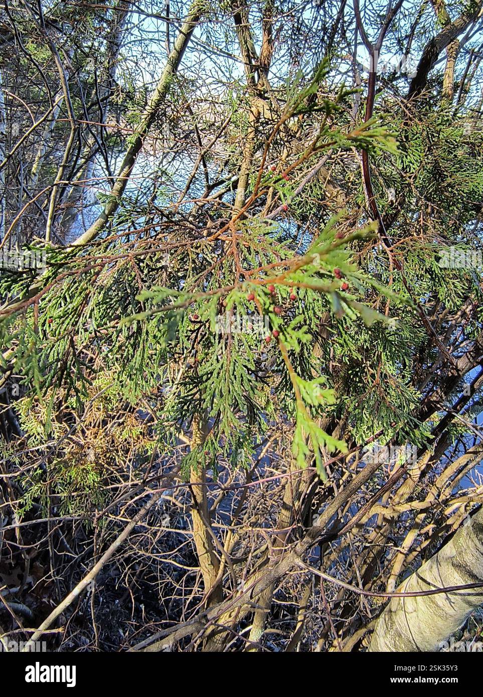 Atlantic white cedar (Chamaecyparis thyoides), Plantae, Turner Pond ...