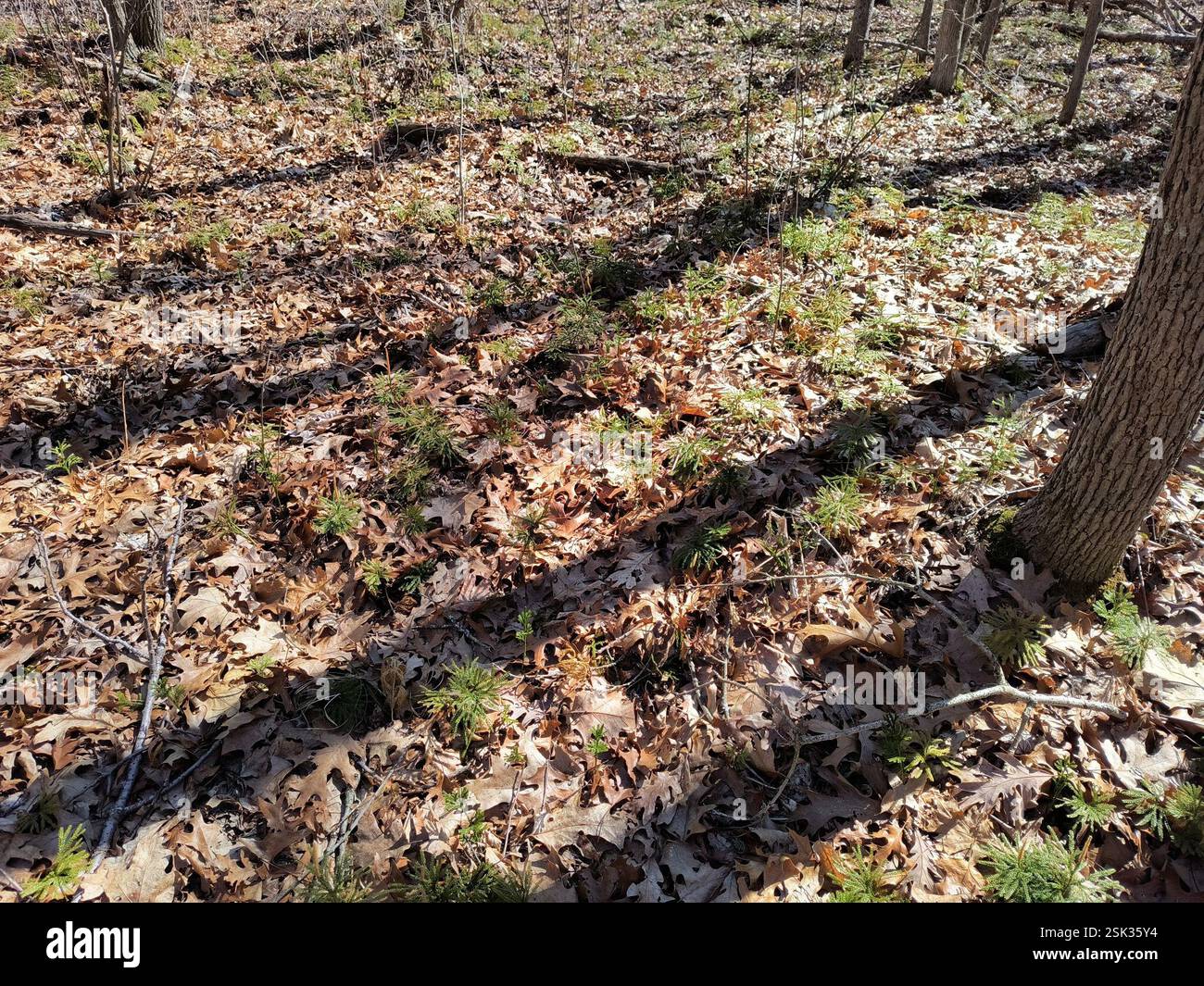 flat-branched tree-clubmoss (Dendrolycopodium obscurum), Plantae ...