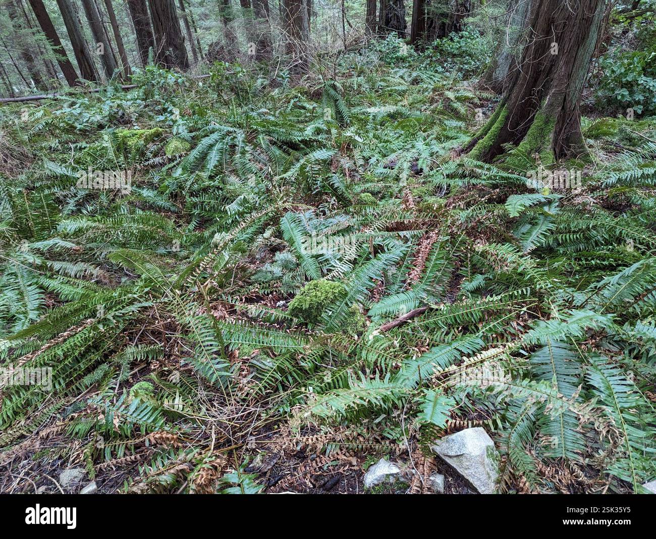 western sword fern (Polystichum munitum), Plantae, West Vancouver, BC ...